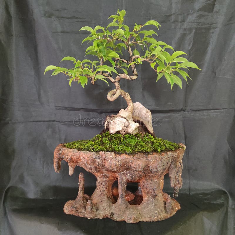 Bonsai ficus stock photo. Image of tree, bonsai, benjamina - 267572984