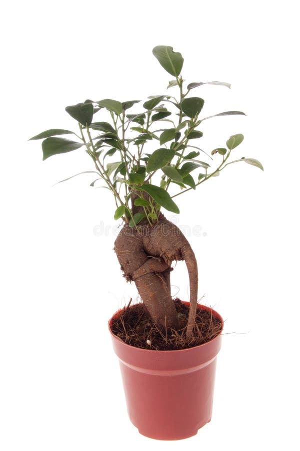 Bonsai Ficus Tree - Old Japanese Traditional Art Stock Photo - Image of ...