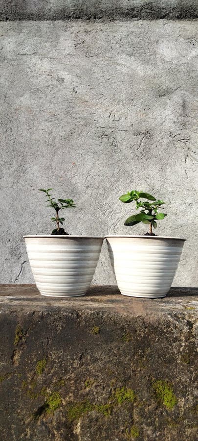 Bonsai Flower Mini plants stock photo. Image of bonsai - 285921870