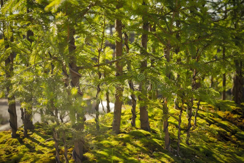 Forest with Elm Bonsai Trees (Zelkova Nire) Stock Image - Image of ...