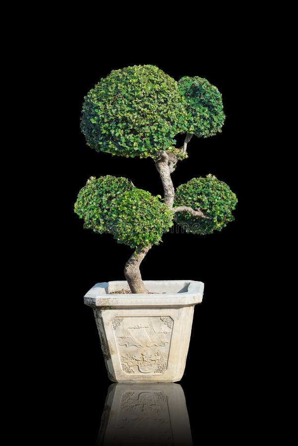 Bonsai Green on a Black Background Scene Background Stock Image - Image ...