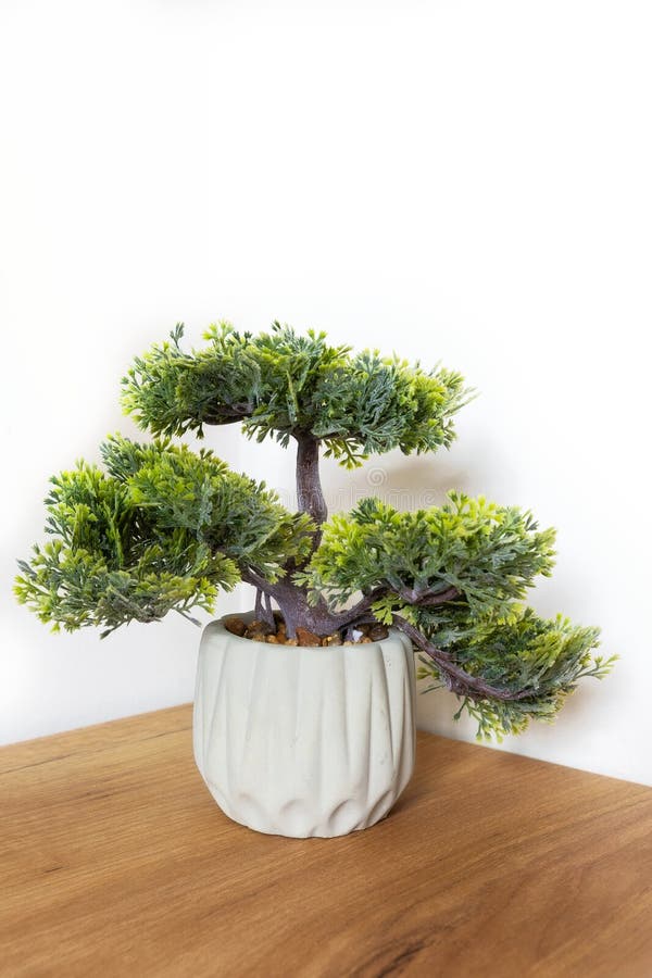 Bonsai Pinr Tree on White Background Stock Image - Image of tree ...