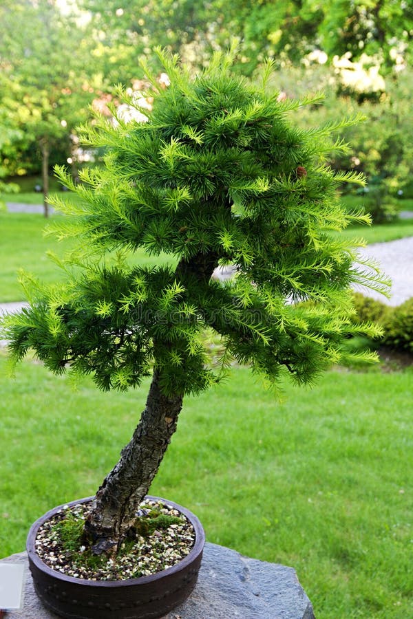 Larch Bonsai Literati Style In Spring Stock Image - Image of bonsia ...