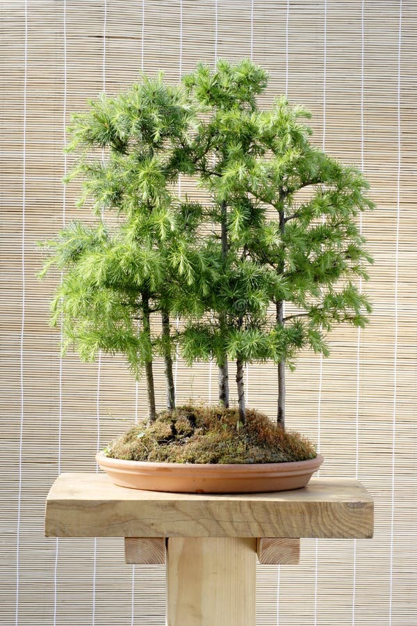 Bonsai larch trees stock photo. Image of trees, post - 41101736
