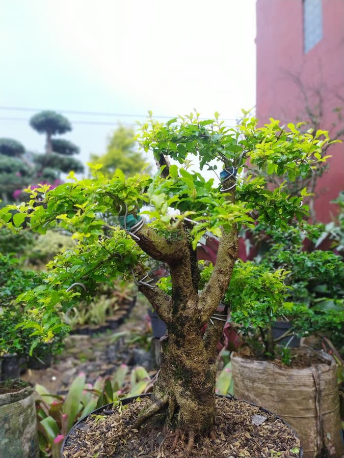 Bonsai Legistrum Stock Photos - Free & Royalty-Free Stock Photos from ...