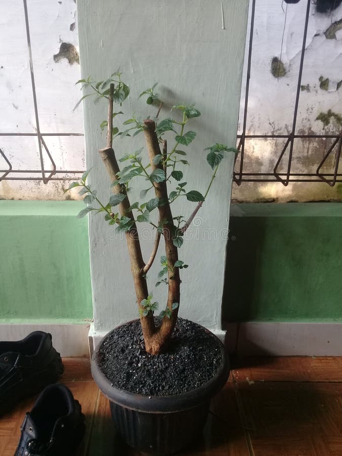 Bonsai material stock photo. Image of iron, branch, glass - 263466836