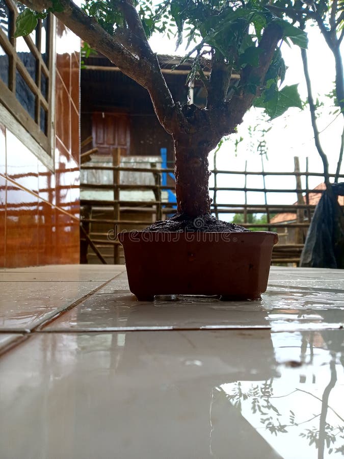 Bonsai Meme Tree Flower Stock Photos - Free & Royalty-Free Stock Photos ...