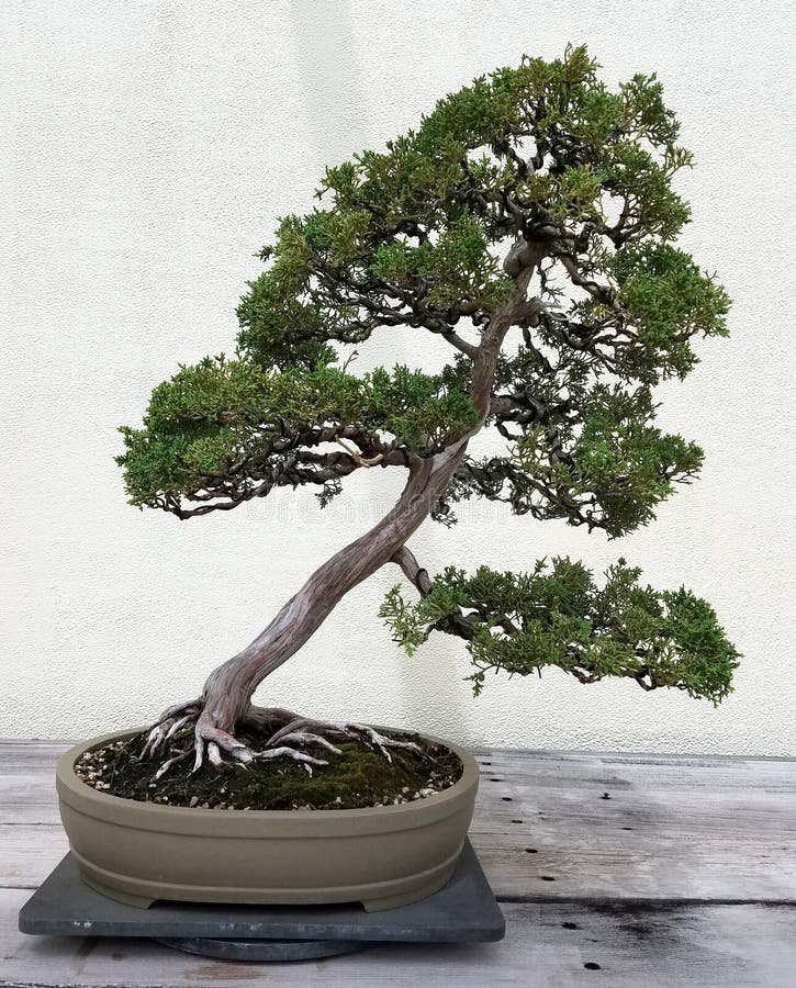 Bonsai miniature juniper stock image. Image of asian - 77367433