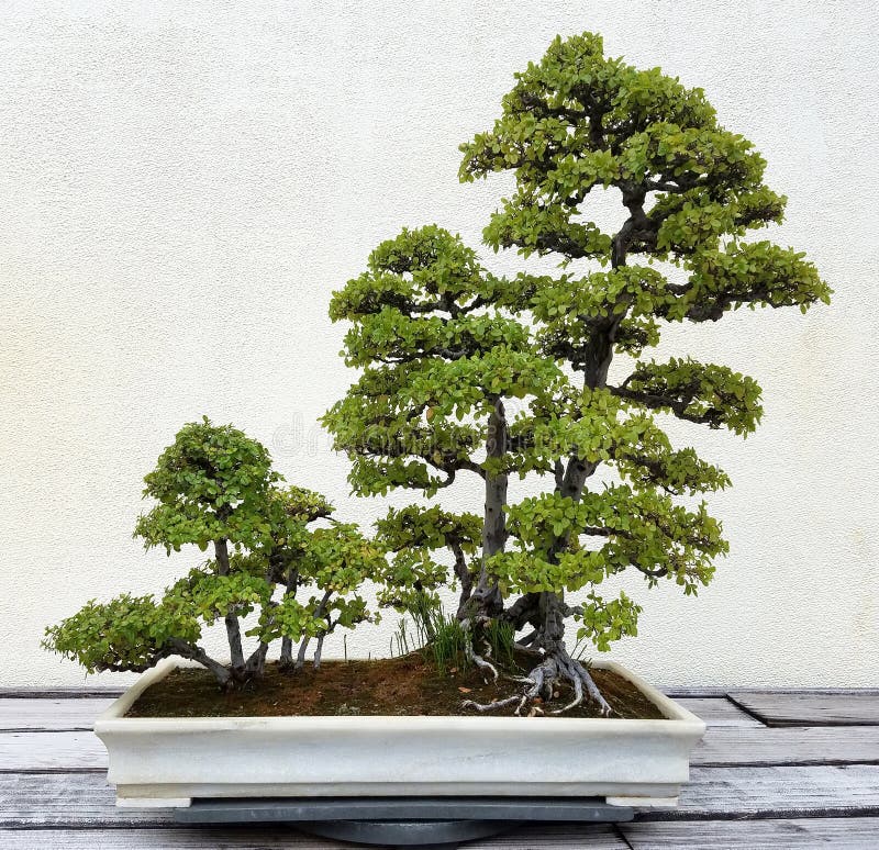 Bonsai Miniature Landscape with Trees Stock Photo - Image of green ...