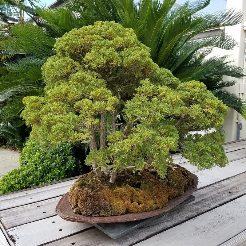 Bonsai miniature tree stock photo. Image of chinese, houseplant - 77367418