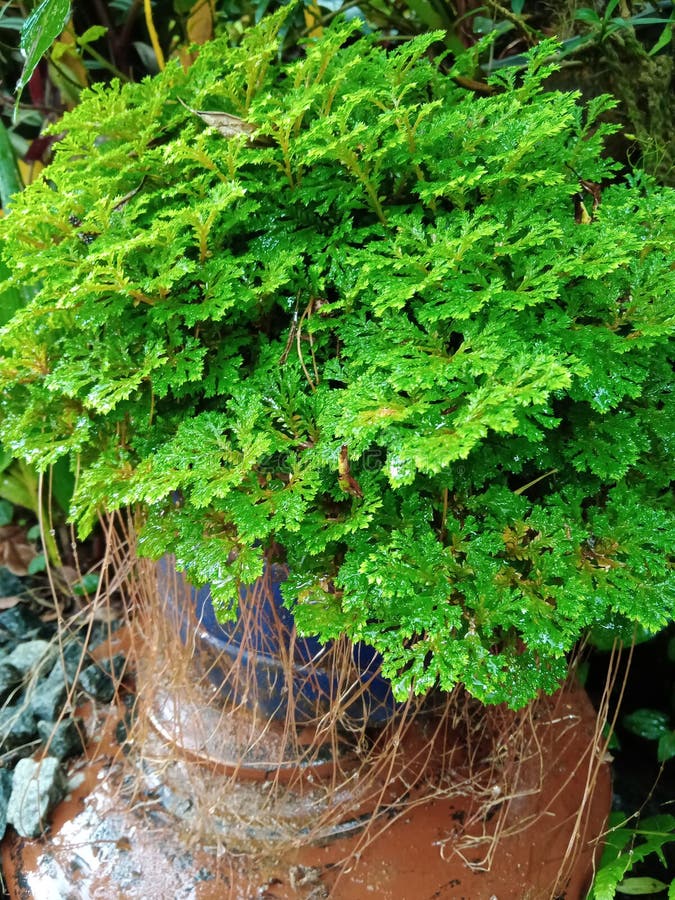 Bonsai stock photo. Image of beautiful, blossom, natural - 231745528