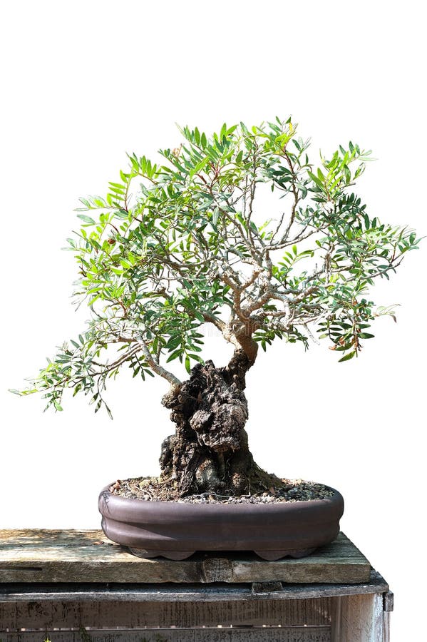 Bonsai of a Olive Tree in Pot Stock Photo - Image of cultivated, bonsai ...