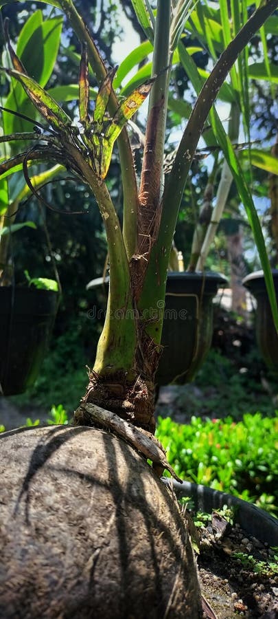 Bonsai is One of the Interesting Ornamental Plants, One Example is the ...