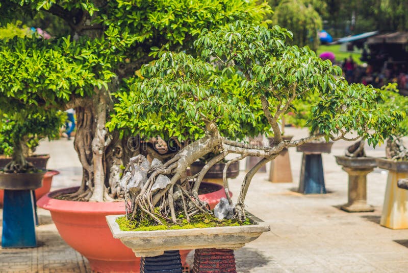 Bonsai and Penjing Landscape with Miniature Stock Image - Image of ...