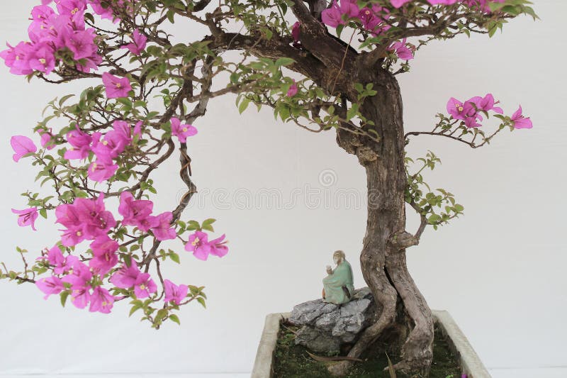 A Bonsai Pine Tree Against a White Wall Stock Image - Image of delicate ...