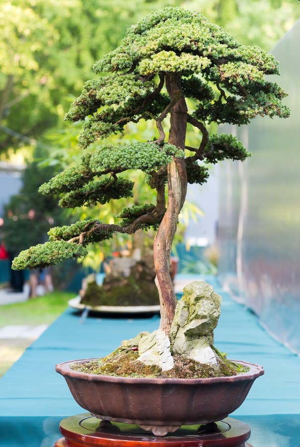 Bonsai Pine Tree in a Pot in Sunlight Stock Photo - Image of branch ...