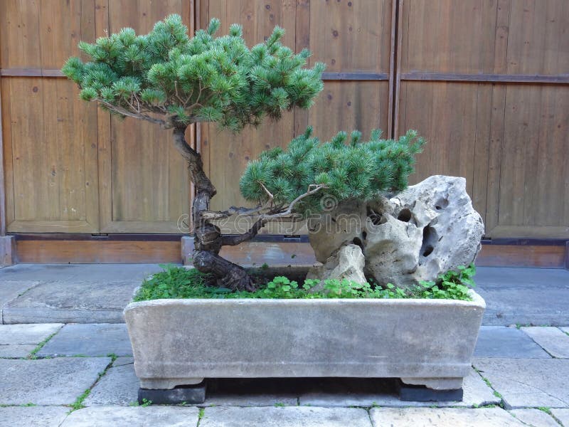Bonsai with Pine Tree and Stone Stock Photo - Image of gray, pine ...