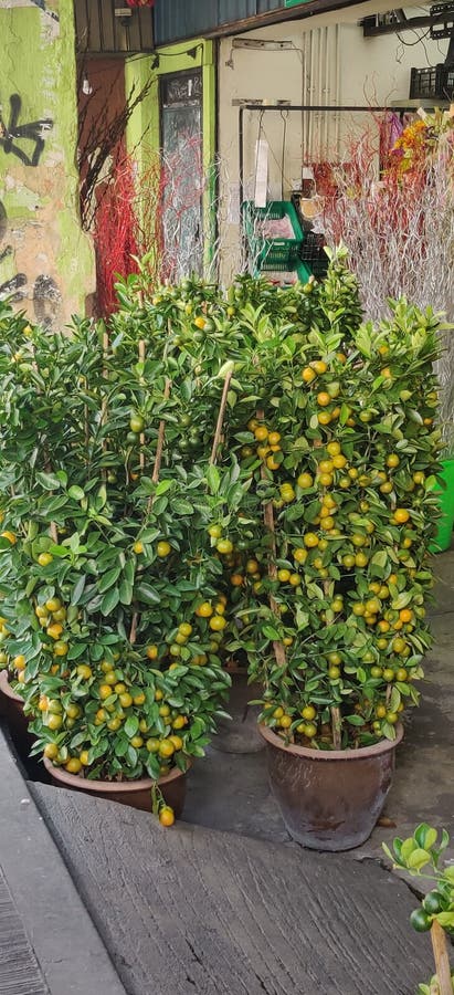 Bonsai Plant of Orange with Lots of Tiny Oranges Stock Image - Image of ...