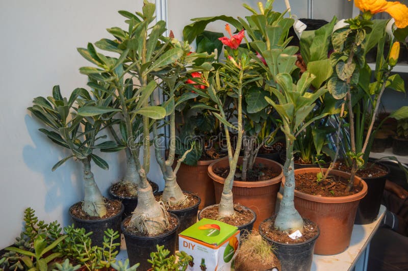 The Bonsai Plant for Selling at Store Editorial Stock Image - Image of ...