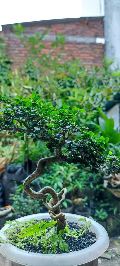 Bonsai plants stock photo. Image of plants, herb, woodland - 274448168