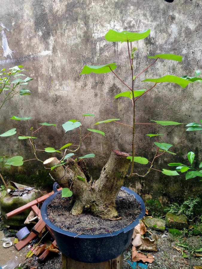 Bonsai plants, stock image. Image of plants, tree, hibiscus - 311621259