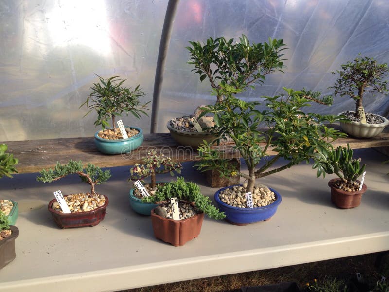 Bonsai plants stock image. Image of bonsai, table, plants - 45183651