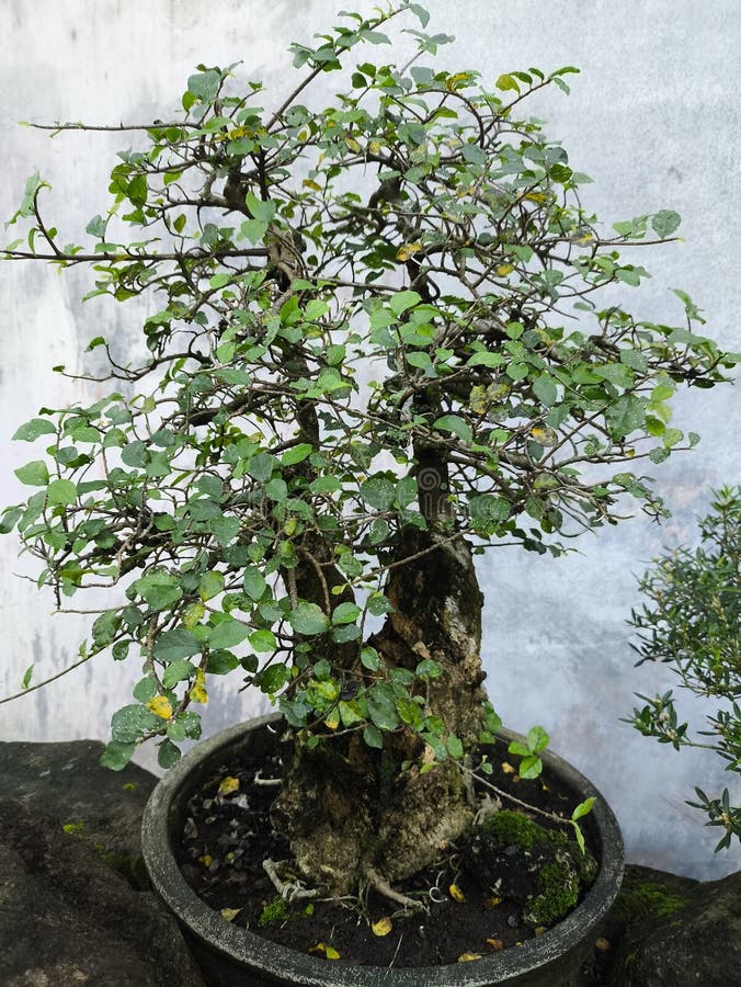 Bonsai Plants To Decorate the Yard Stock Photo - Image of natural ...