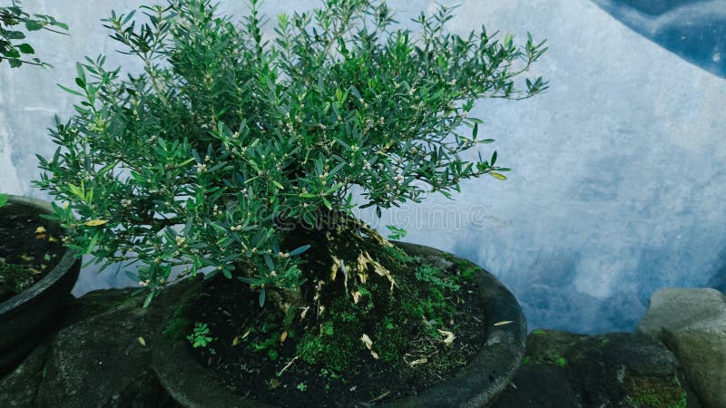 Bonsai Plants To Decorate the Yard Stock Photo - Image of garden, fresh ...
