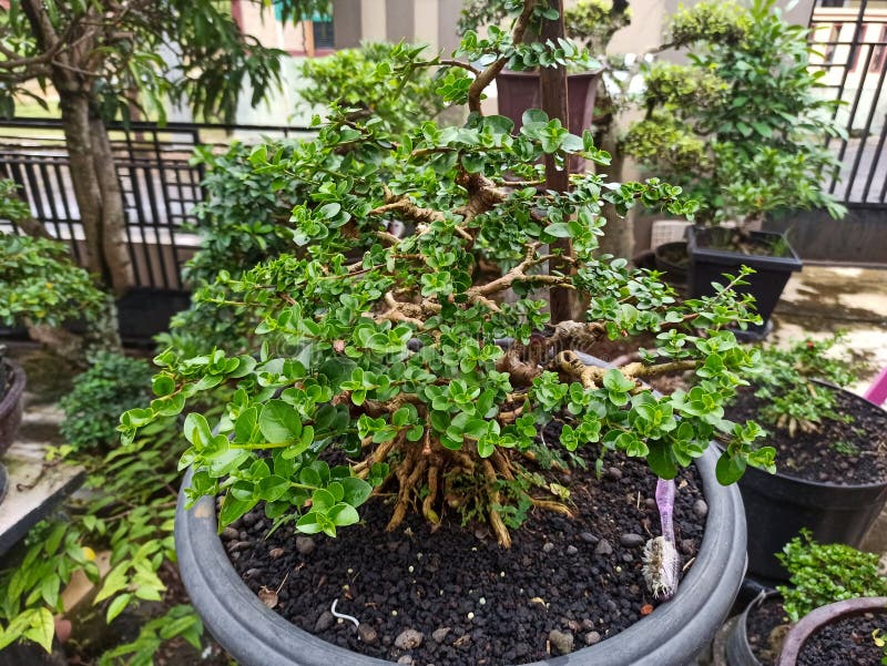 Bonsai Plants are a Work of Art Originating from Japan. Stock Photo ...