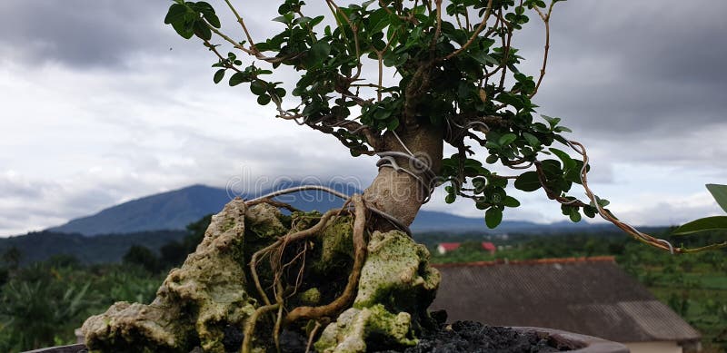Bonsai on the Rock stock image. Image of rock, bonsai - 271085043