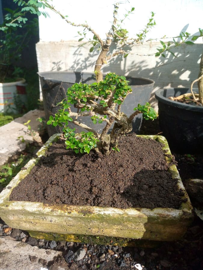 Bonsai sancang stock photo. Image of sancang, farm, flower - 383122254