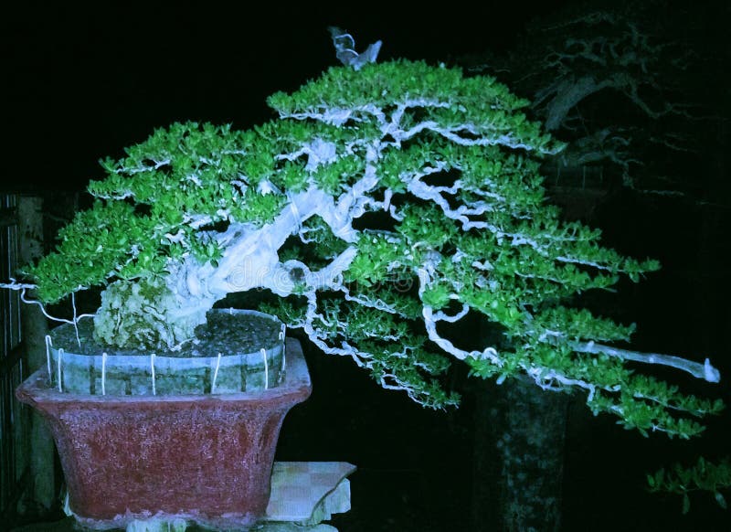 Bonsai from the Santigi Tree Stock Image - Image of bonsai, beautiful ...