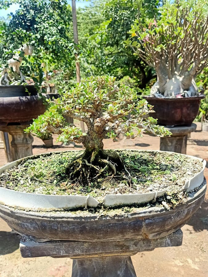 Bonsai santigi wood foto de archivo. Imagen de yarda - 233748584