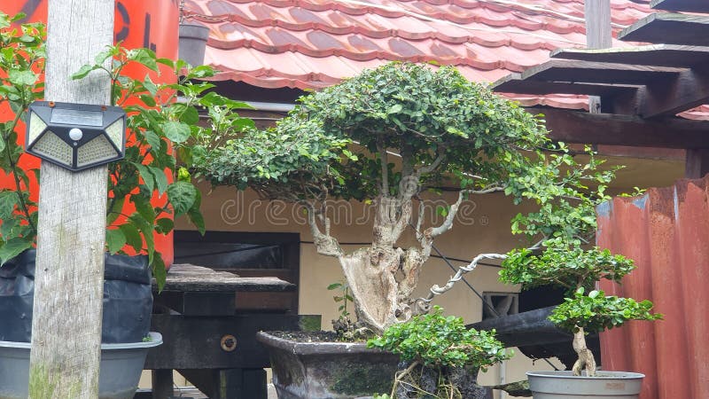 Bonsai Serut stock photo. Image of bonsaiis, plant, bonsai - 263483550