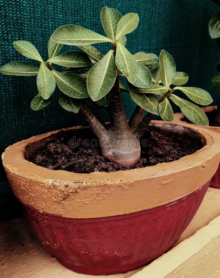 Bonsai... stock image. Image of beauty, small, bonsaia - 263710615