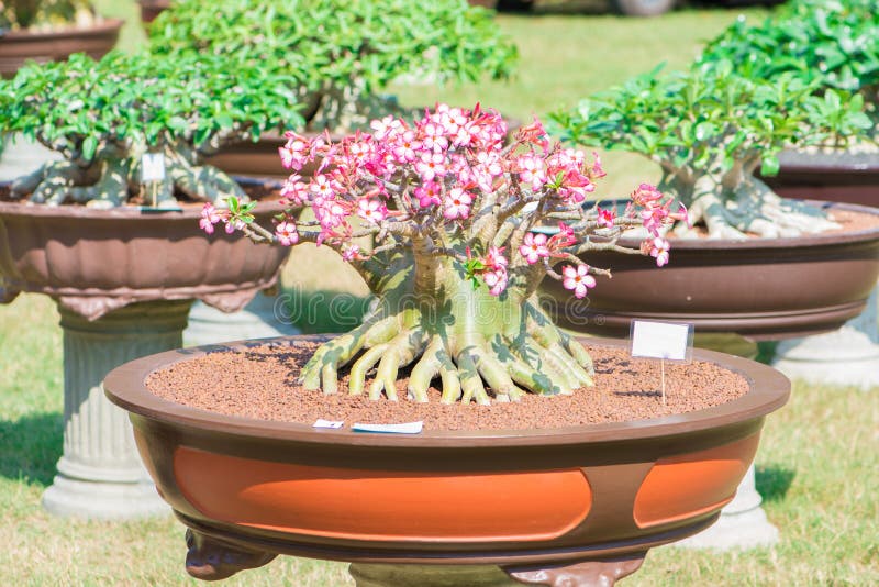 Adenium Tree Or Desert Rose In Flower Pot Stock Photo - Image of ...
