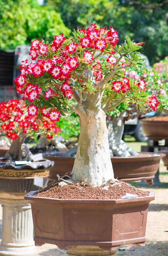 Adenium Tree or Desert Rose in Flower Pot Stock Image - Image of azalea ...