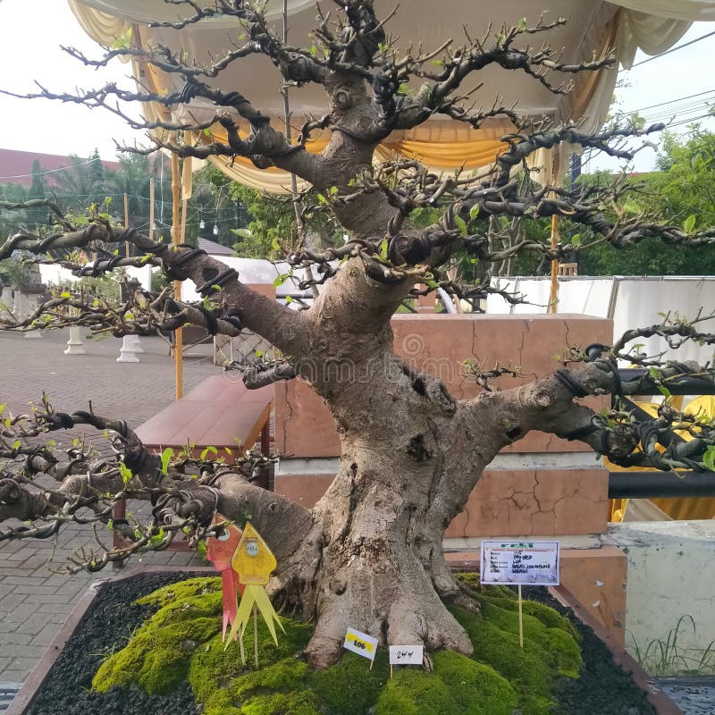 Bonsai Tournament in East Java Stock Image - Image of east, autumn: 265292999