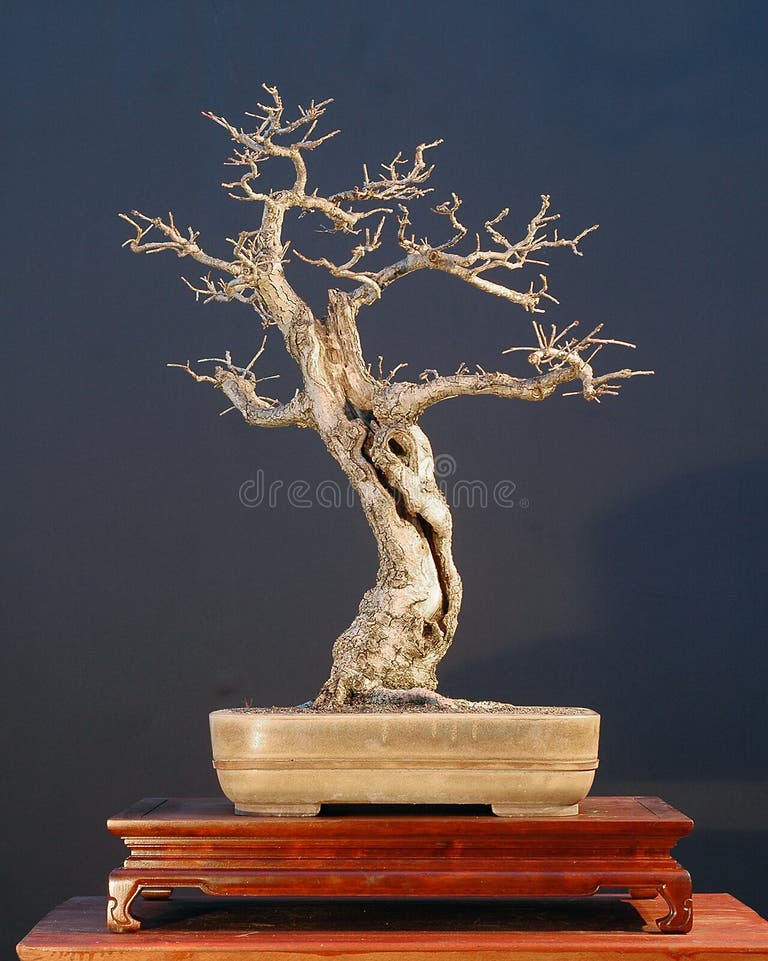 9,516 Upright Tree Fossils Stock Photos - Free & Royalty-Free Stock ...