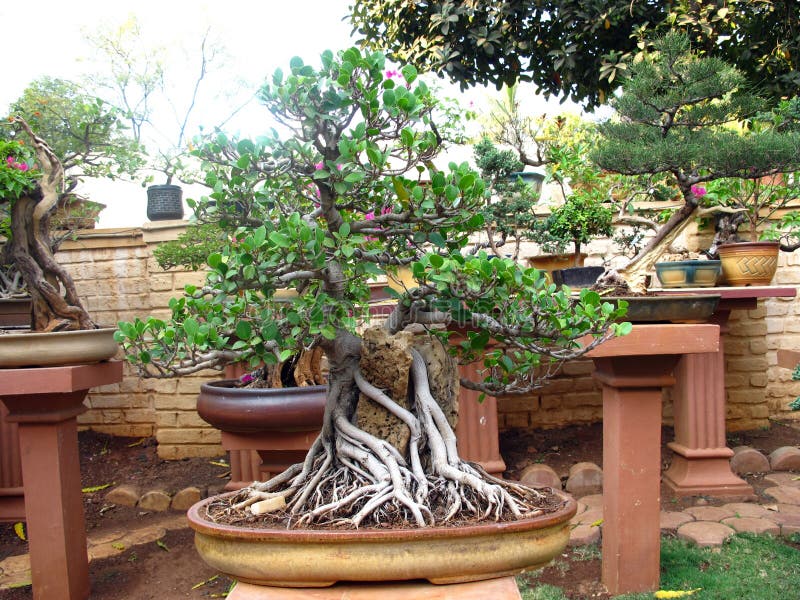 Bonsai elm tree stock photo. Image of chinese, hobby - 20405496