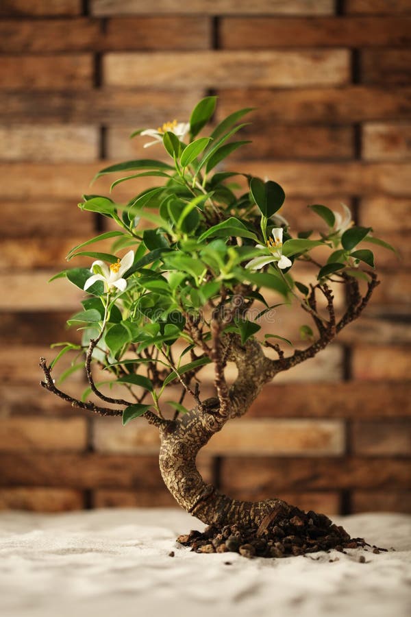 Tree growing from earth stock image. Image of earth, grow - 8481435