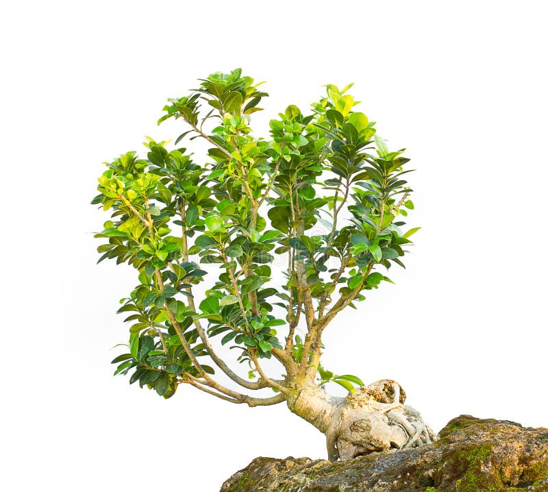 Forest with Elm Bonsai Trees (Zelkova Nire) Stock Image - Image of ...
