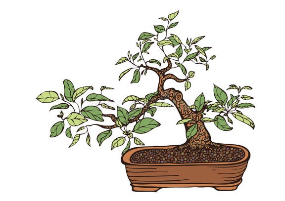 Ficus Tree Drawing Stock Illustrations – 1,225 Ficus Tree Drawing Stock ...