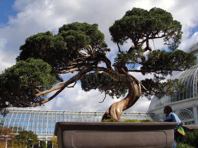 Bonsai tree stock photo. Image of sanny, potted, plant - 314068