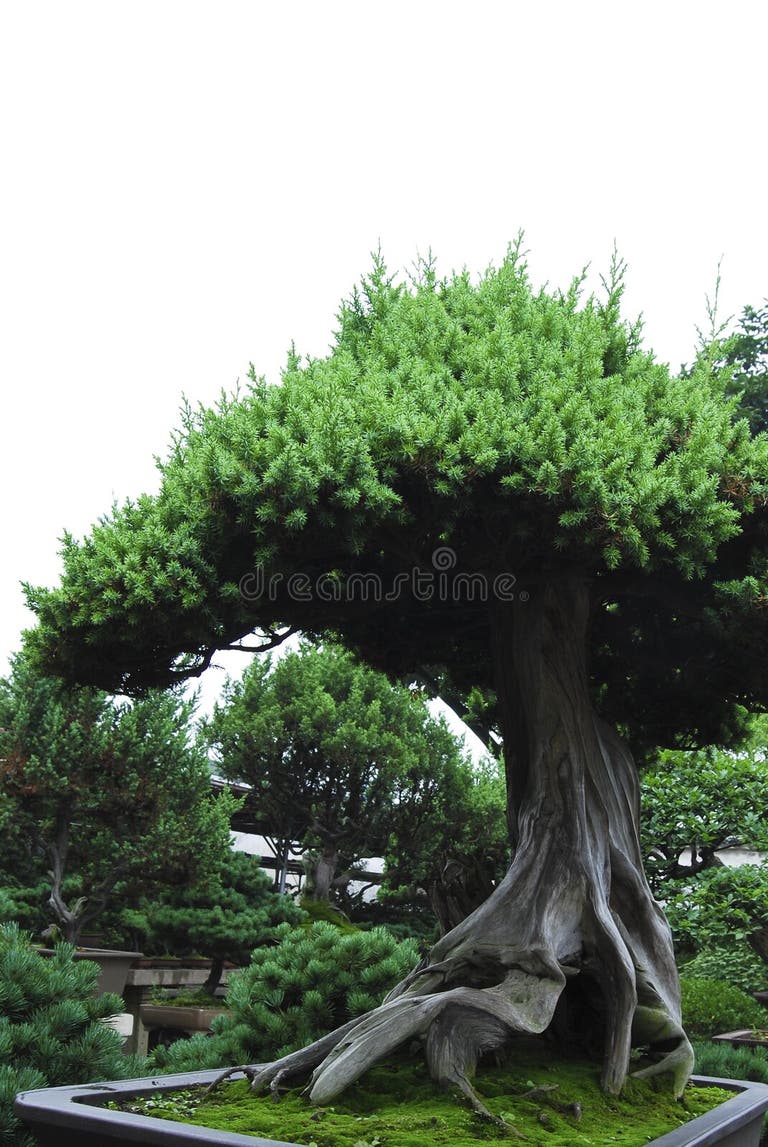 348 Banzai Tree Stock Photos - Free & Royalty-Free Stock Photos from ...
