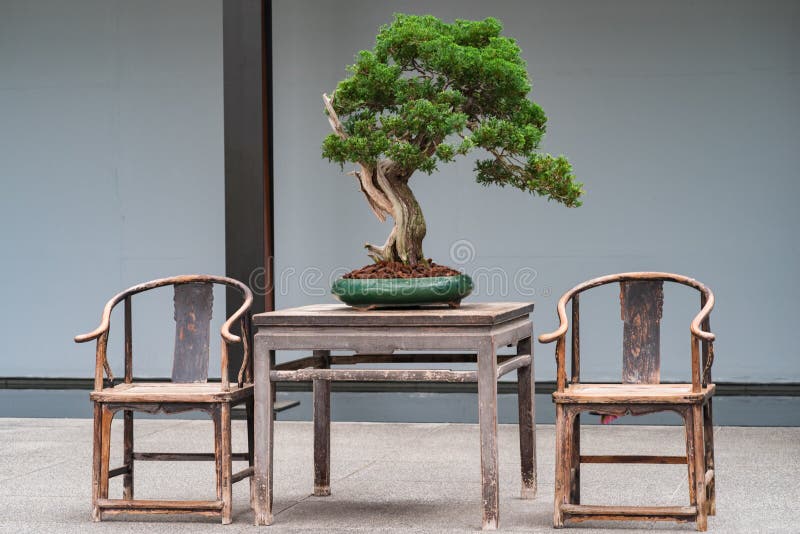 Bonsai Tree stock photo. Image of aged, tree, stillness - 91568942