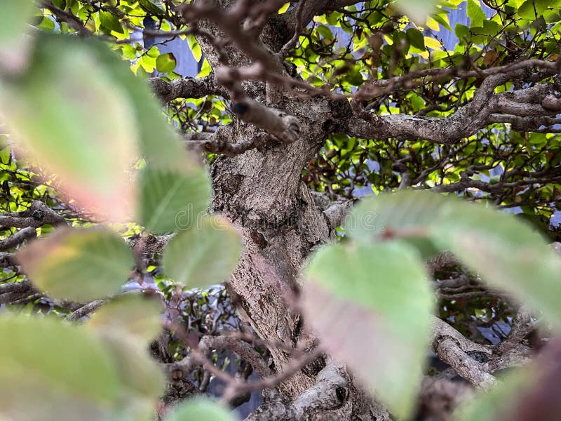 Bonsai Tree Branches Texture. Stock Photo - Image of nature, branch ...