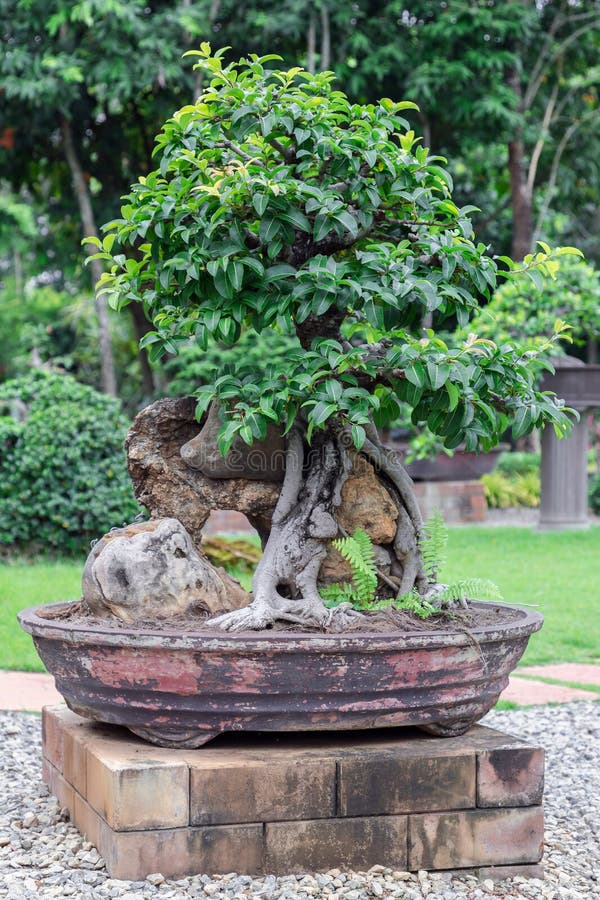 Bonsai Tree on Ceramic Pot in Bonsai Garden Stock Image - Image of ...