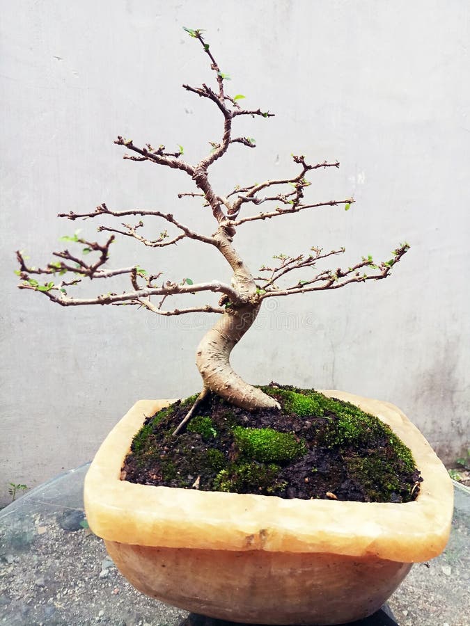 Bonsai Tree with Ceramic Stone Pot Stock Image - Image of ceramics ...
