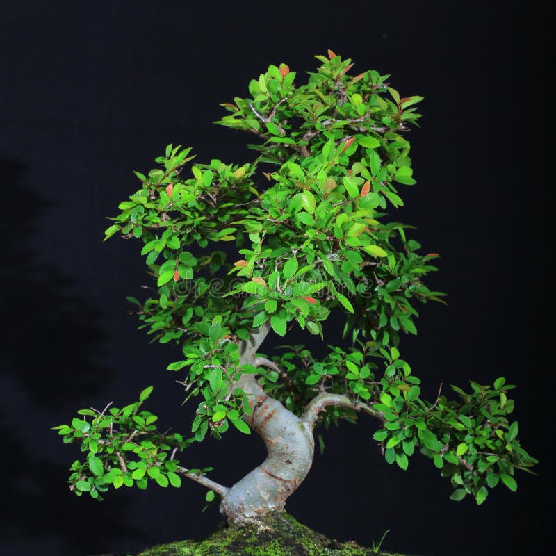 Bonsai tree stock photo. Image of climate, japan, bonsai - 33681304